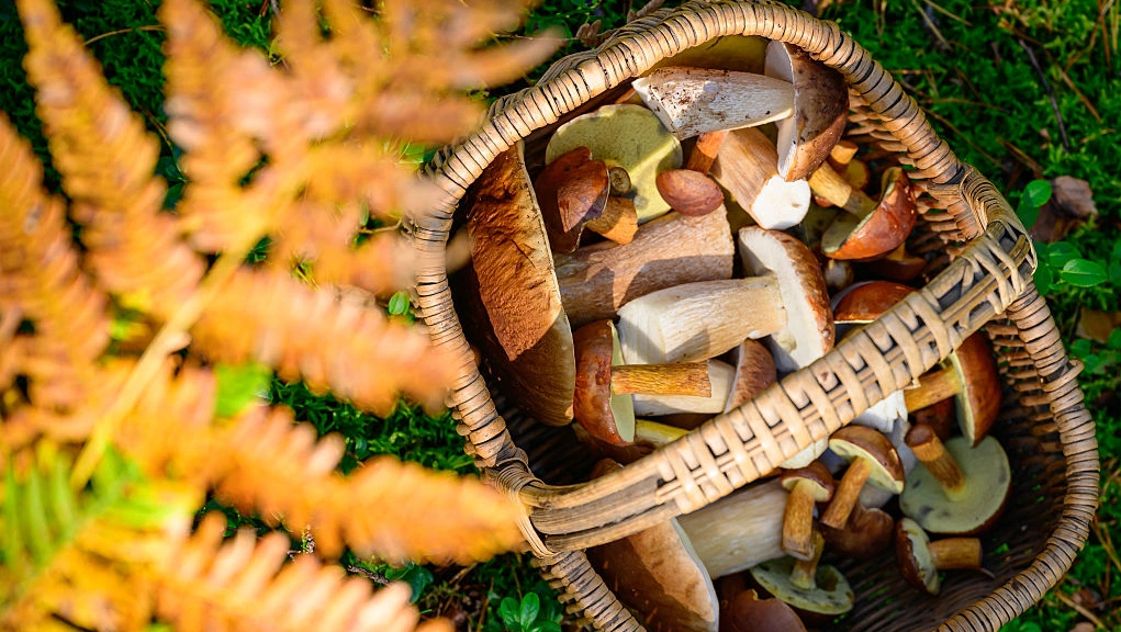 Mushroom magic for your kitchen and health