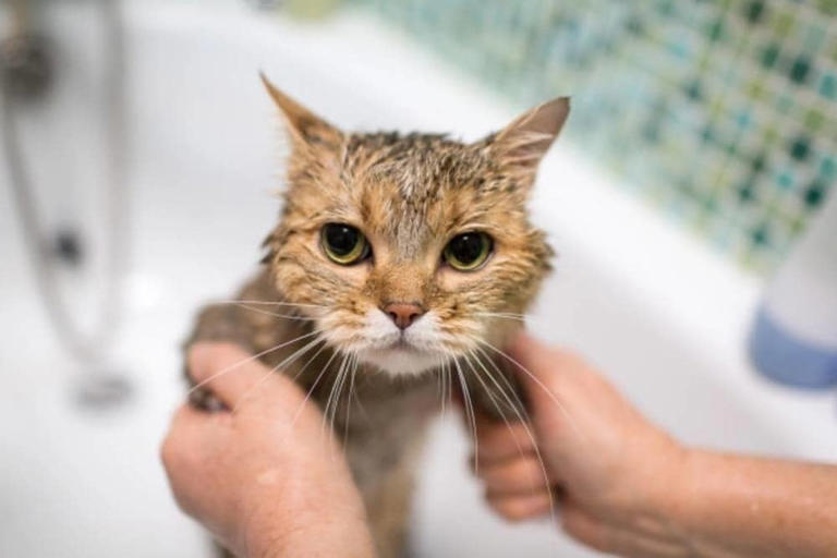 Ini 5 cara menghilangkan jamur pada kucing, cegah sebelum menular!