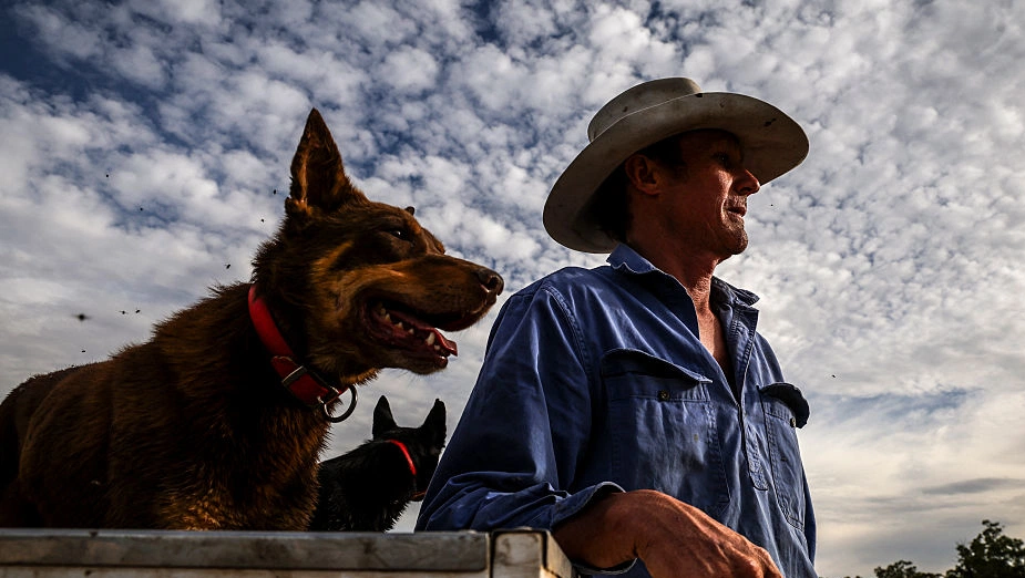 Life with a blue heeler: energy, loyalty, and love