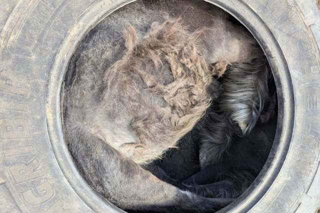 'It was a very delicate rescue': Terrified pony found wedged inside ...