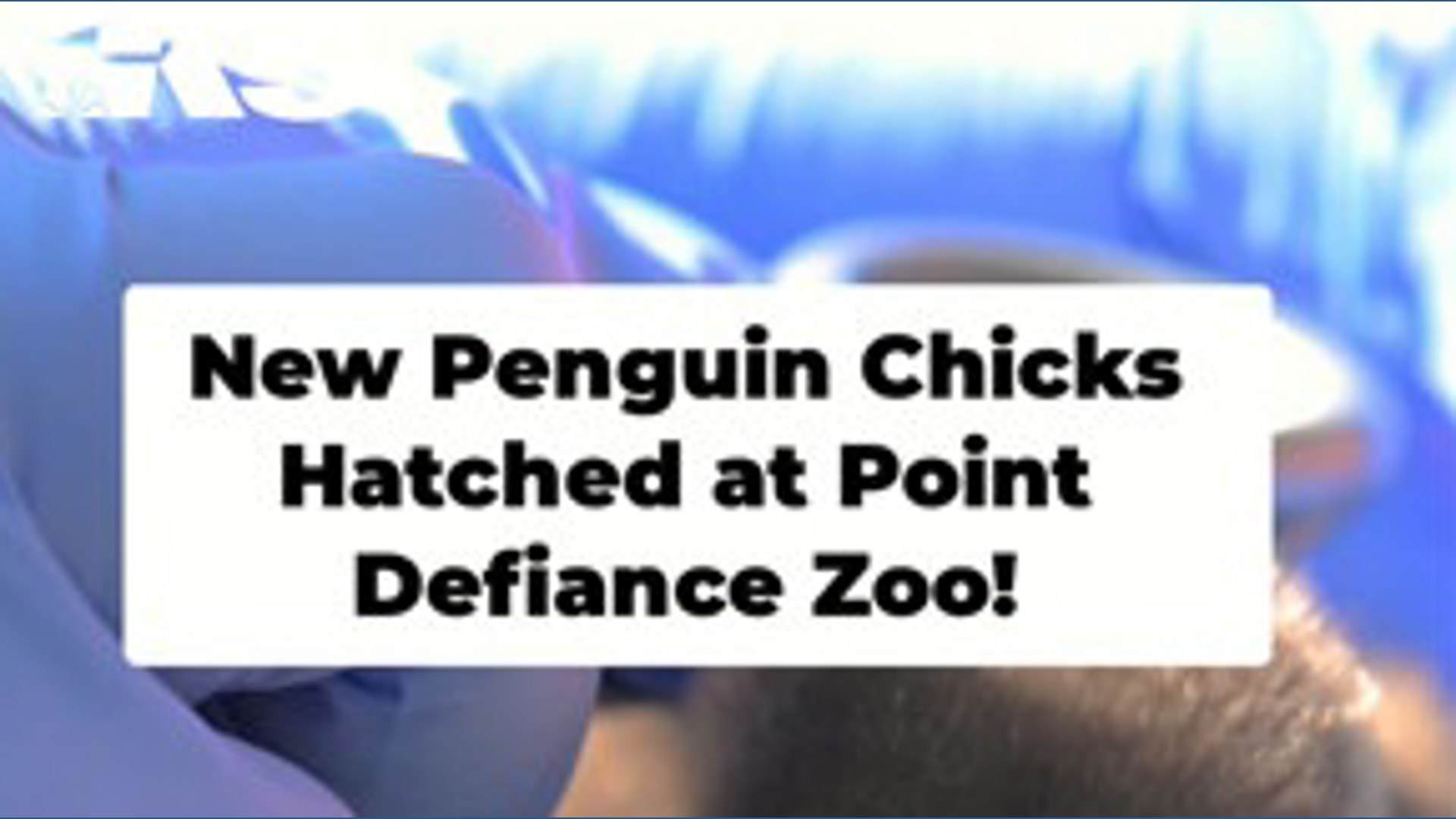 Cute penguin chicks hatch at Point Defiance Zoo & Aquarium