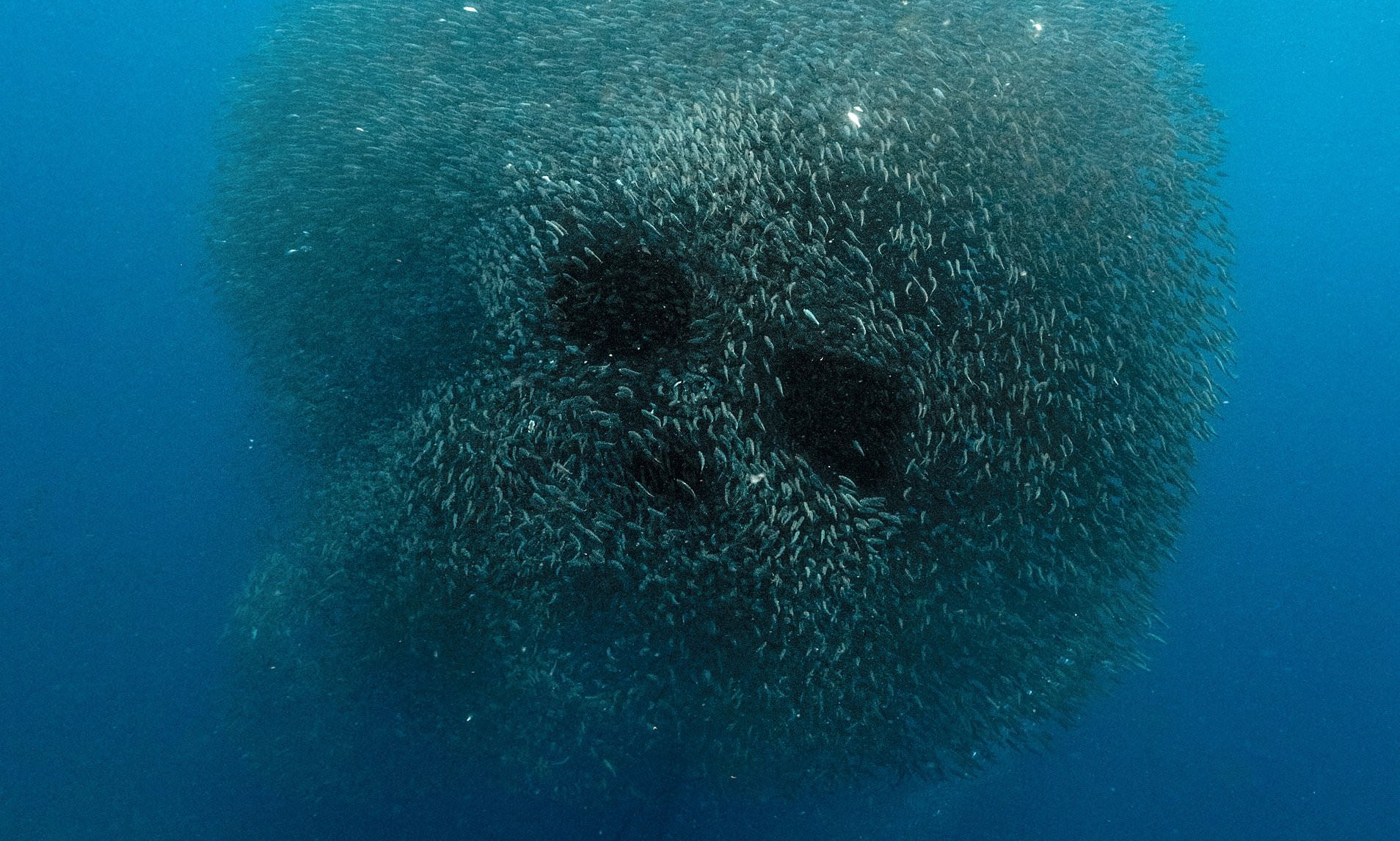 Photographer snaps the incredible moment a bait ball of sardines morph ...