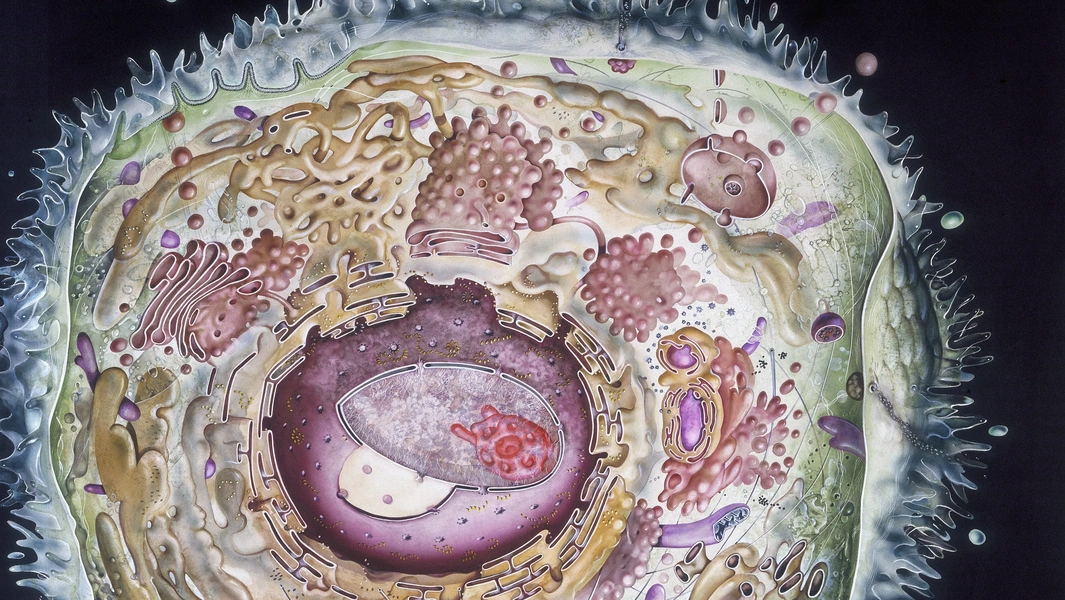 Ancient protein map links early life to modern diseases
