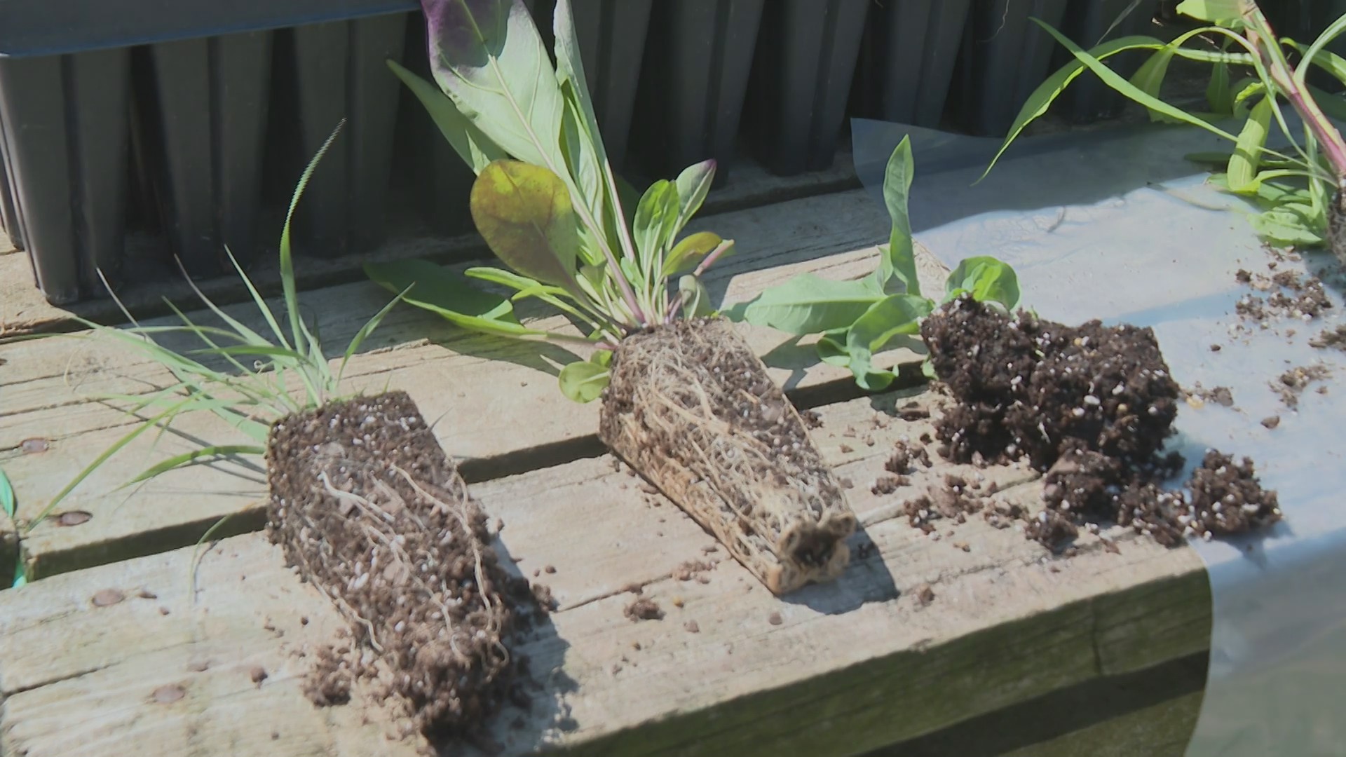 Sustainably speaking: Pollinator pocket kits at Green Bay Botanical Garden