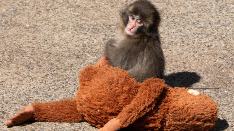 Two Americans arrested after one allegedly climbed into viral Monkey ...