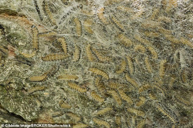 Warning as toxic caterpillar spotted in the UK again years after ...