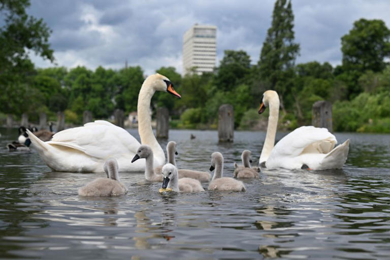 Swimmers slammed for disturbing swans after heatwave plunge in London pond