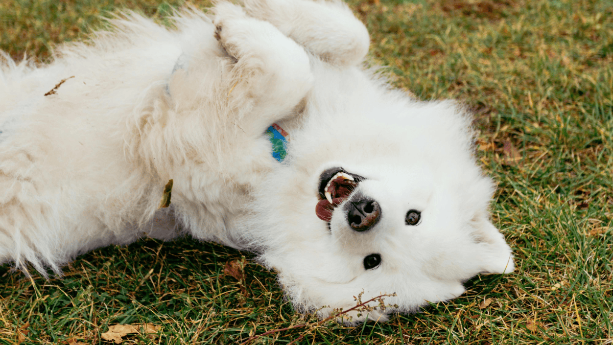 13 signs your dog is truly happy, according to PetMD
