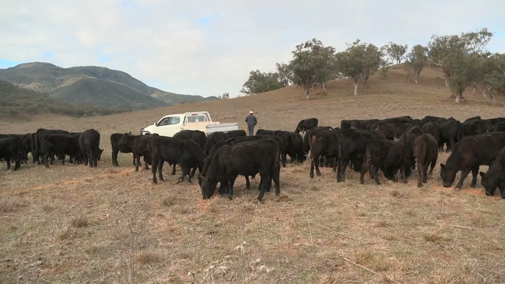 Hope for a healthy season as rain brings much needed relief to drought ...