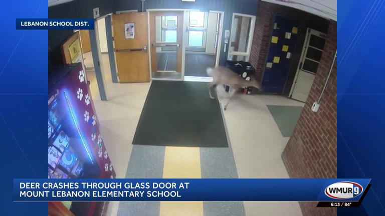 Deer crashes through glass window at Mount Lebanon Elementary School