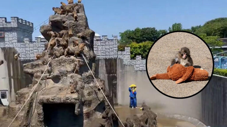 Two Americans arrested after one allegedly climbed into viral Monkey ...
