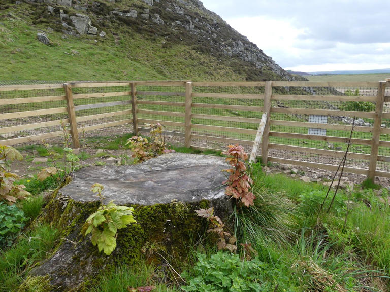 How do you honor a fallen tree? In England, a sound sculpture will ...