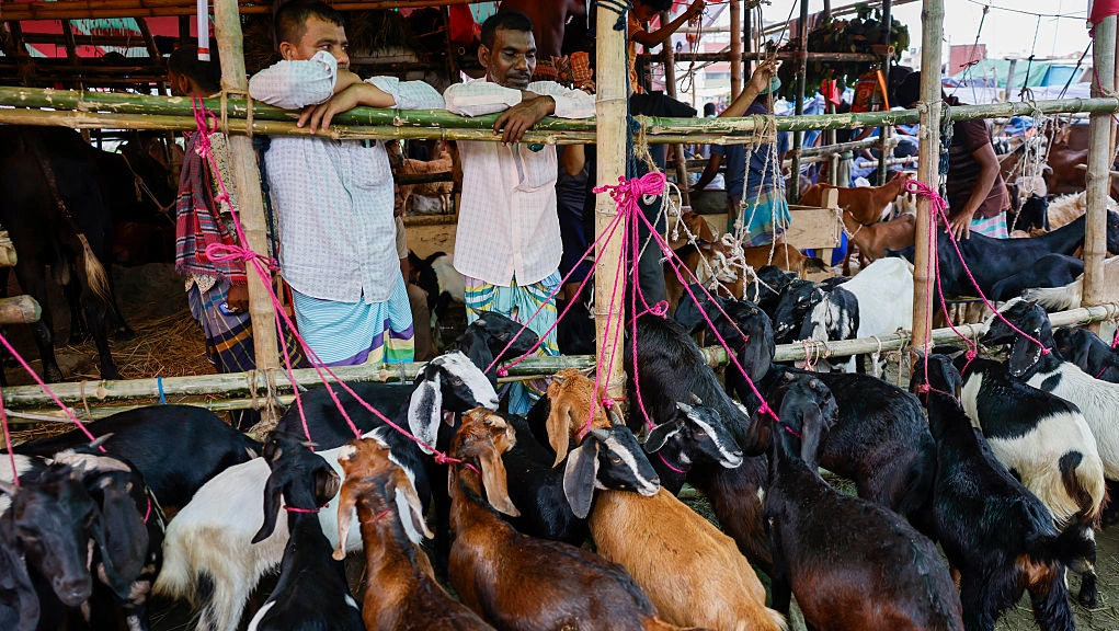 Luxury goat farms and rare breeds drive record Bakrid prices