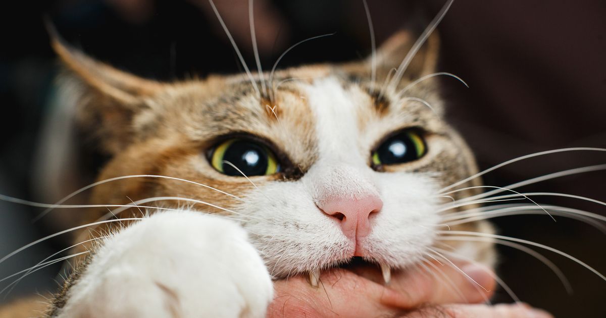 Por que alguns gatos mordem de repente durante o carinho?