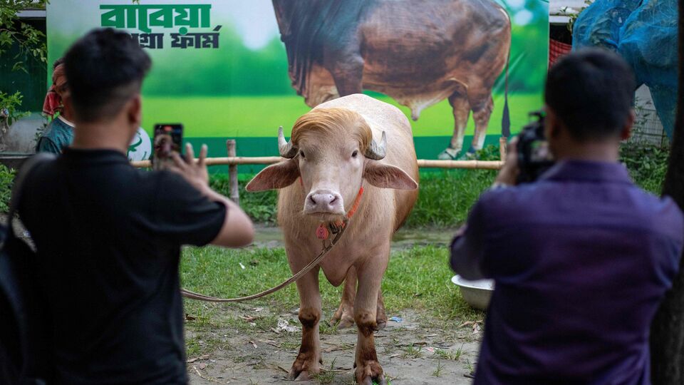 Bangladesh’s viral 'Donald Trump lookalike' buffalo spared from Eid al ...