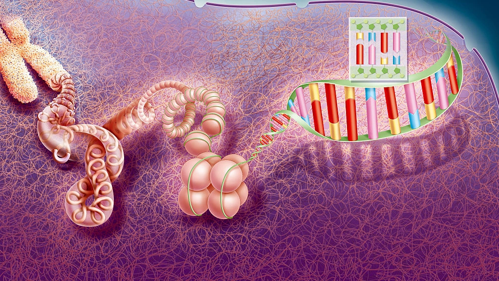 Your DNA’s secret 3D blueprint decoded