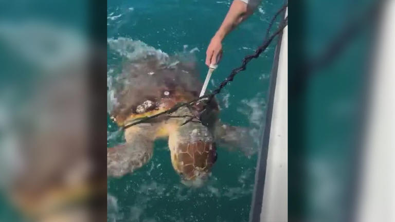 Florida charter boat captain rescues sea turtle stuck in fishing trap ...
