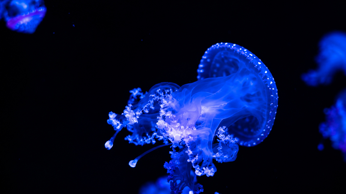 The deep sea comes alive when these jellyfish start glowing