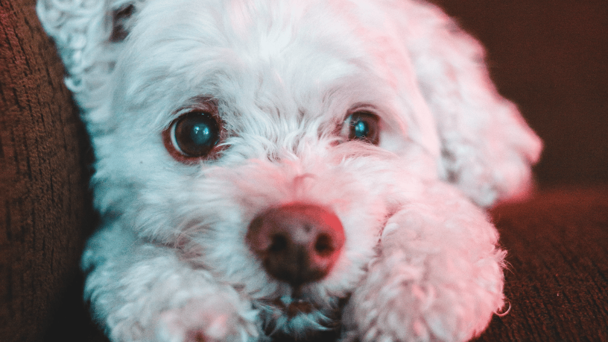 Why do dogs sigh? American Kennel Club experts explain the real reasons