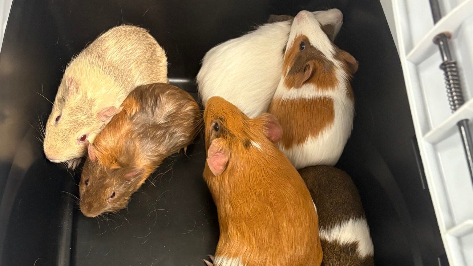 Waltham animal control officers recover 'pile ’o pigs' dumped in woods ...