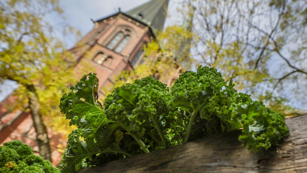 Cruciferous veggies your body will thank you for