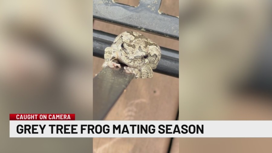 Rat snake, grey treefrogs spotted in Connecticut