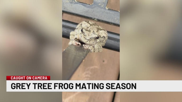 Rat snake, grey treefrogs spotted in Connecticut