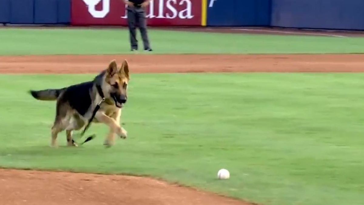MLB: Tulsa Drillers suspenden tradición de perritos recogebates por ...