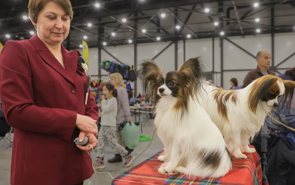 Papillon care tips every dog lover needs
