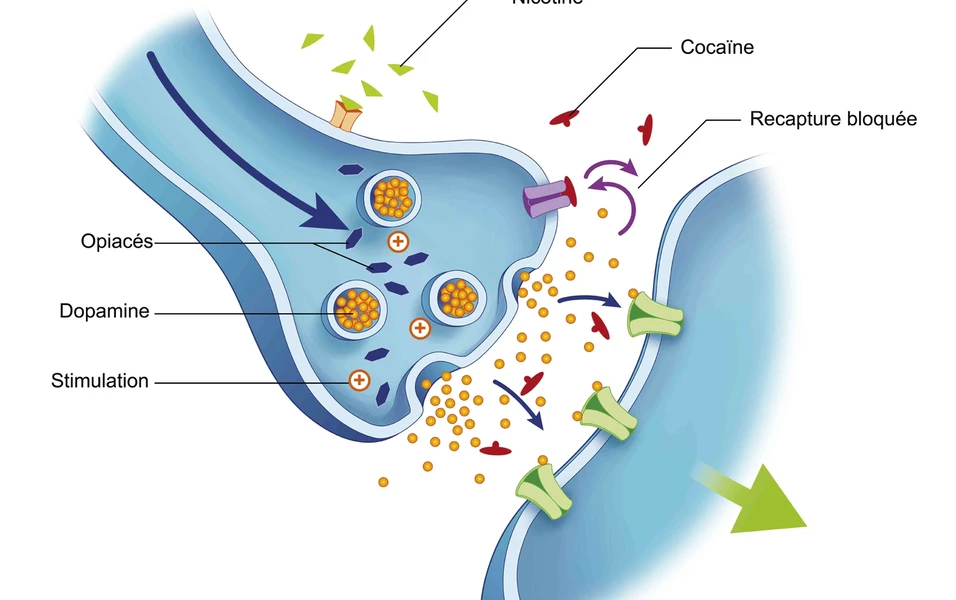 How dopamine shapes our daily drive