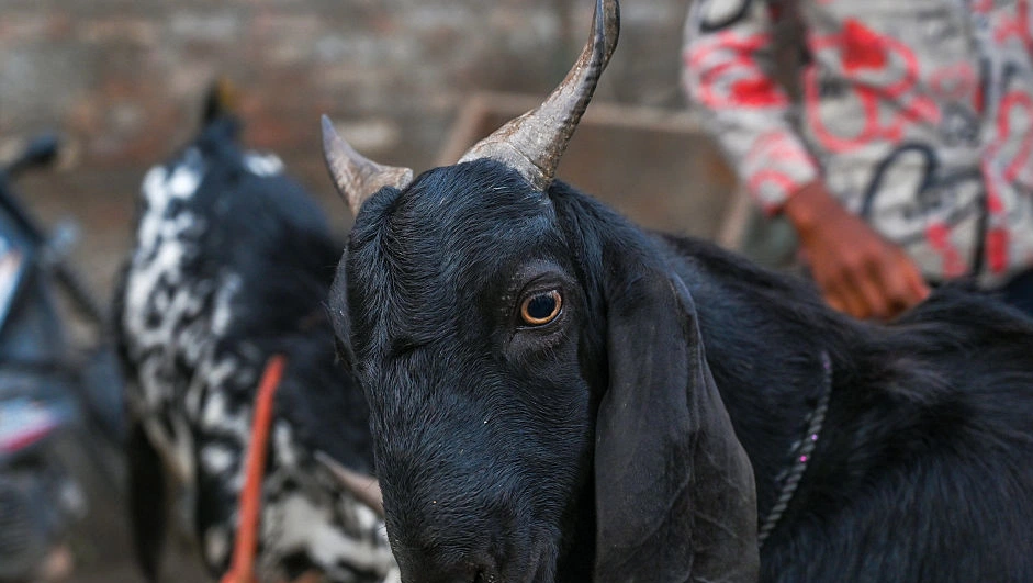 Luxury goat farms and rare breeds drive record Bakrid prices