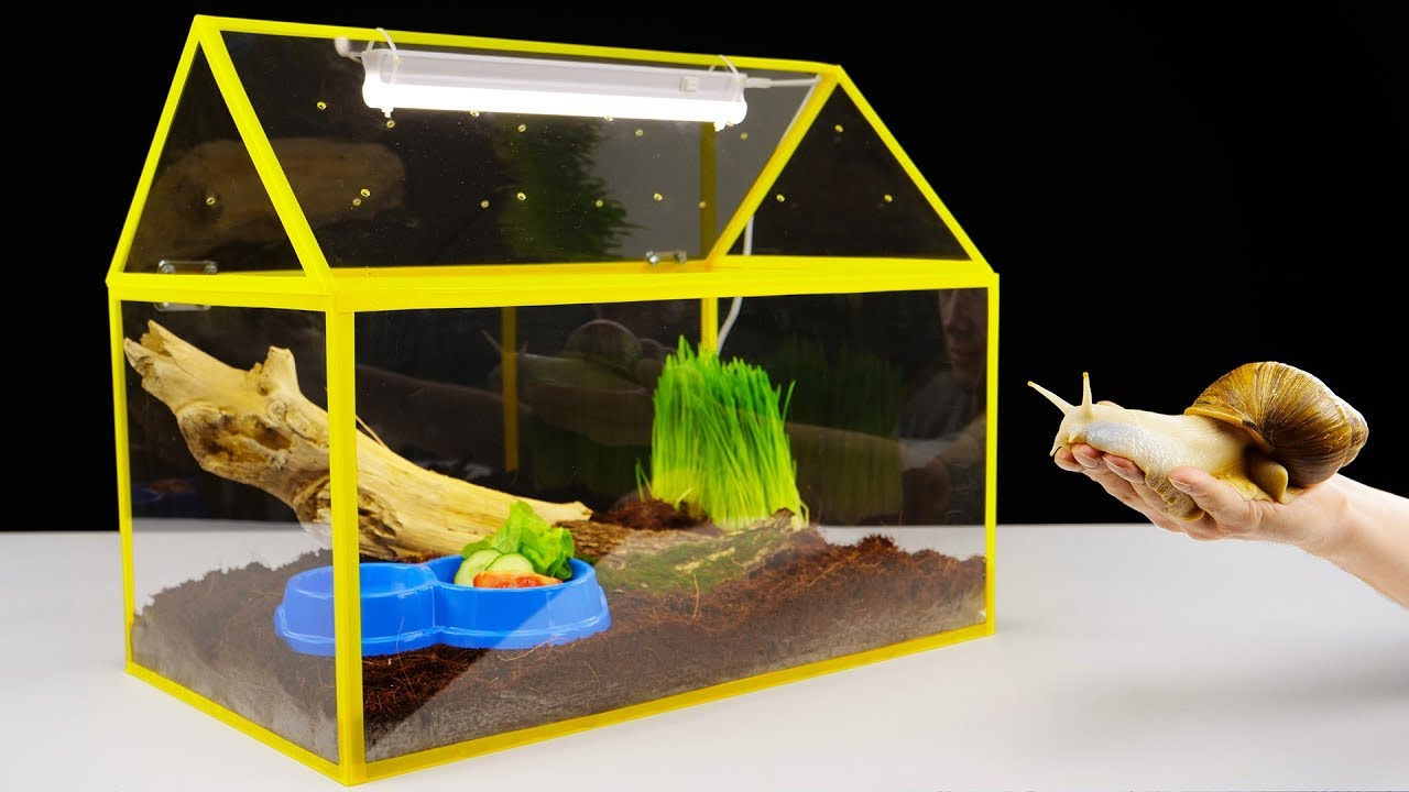 DIY unusual home for a giant snail