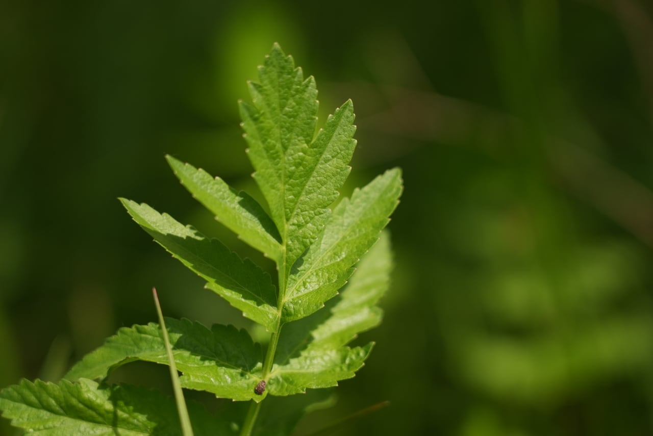 Take a look at the noxious plant Windsor is trying to weed out