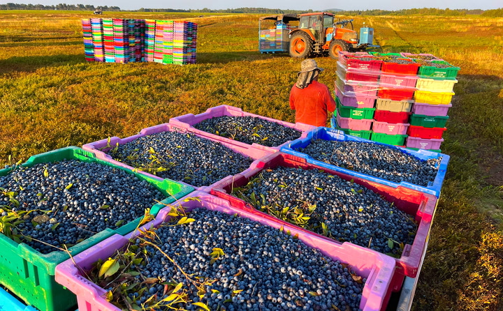 Why Maine's blueberry farmers are losing millions