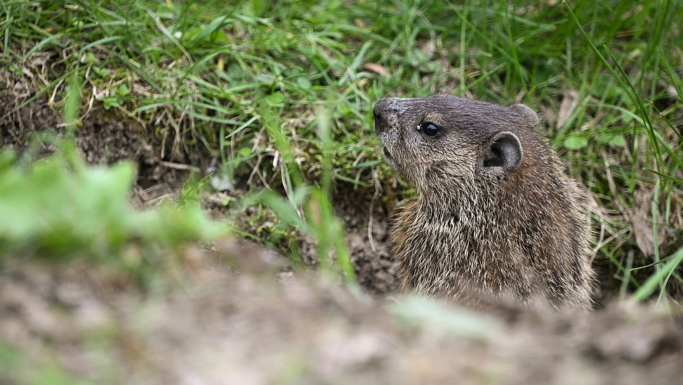 Groundhog-proof your garden the kind way