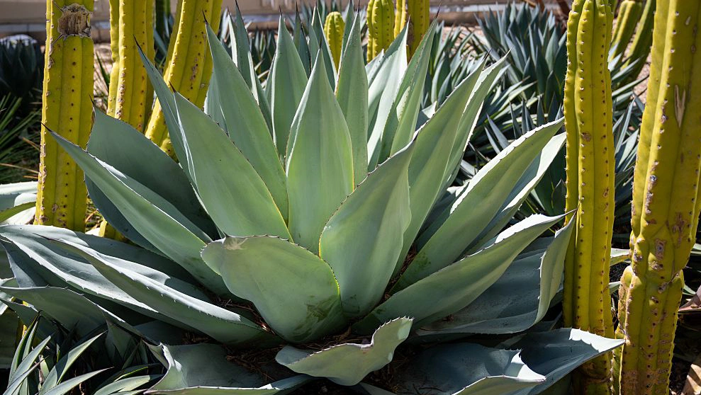 Succulent care tips every plant lover needs