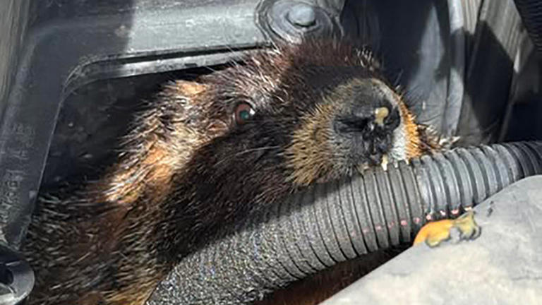 Marmot climbs into truck's frame in Colorado, rides from Lake City to ...