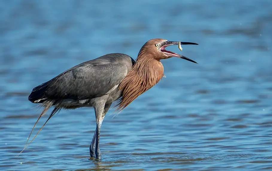 Exploring Florida’s wild side in its national parks