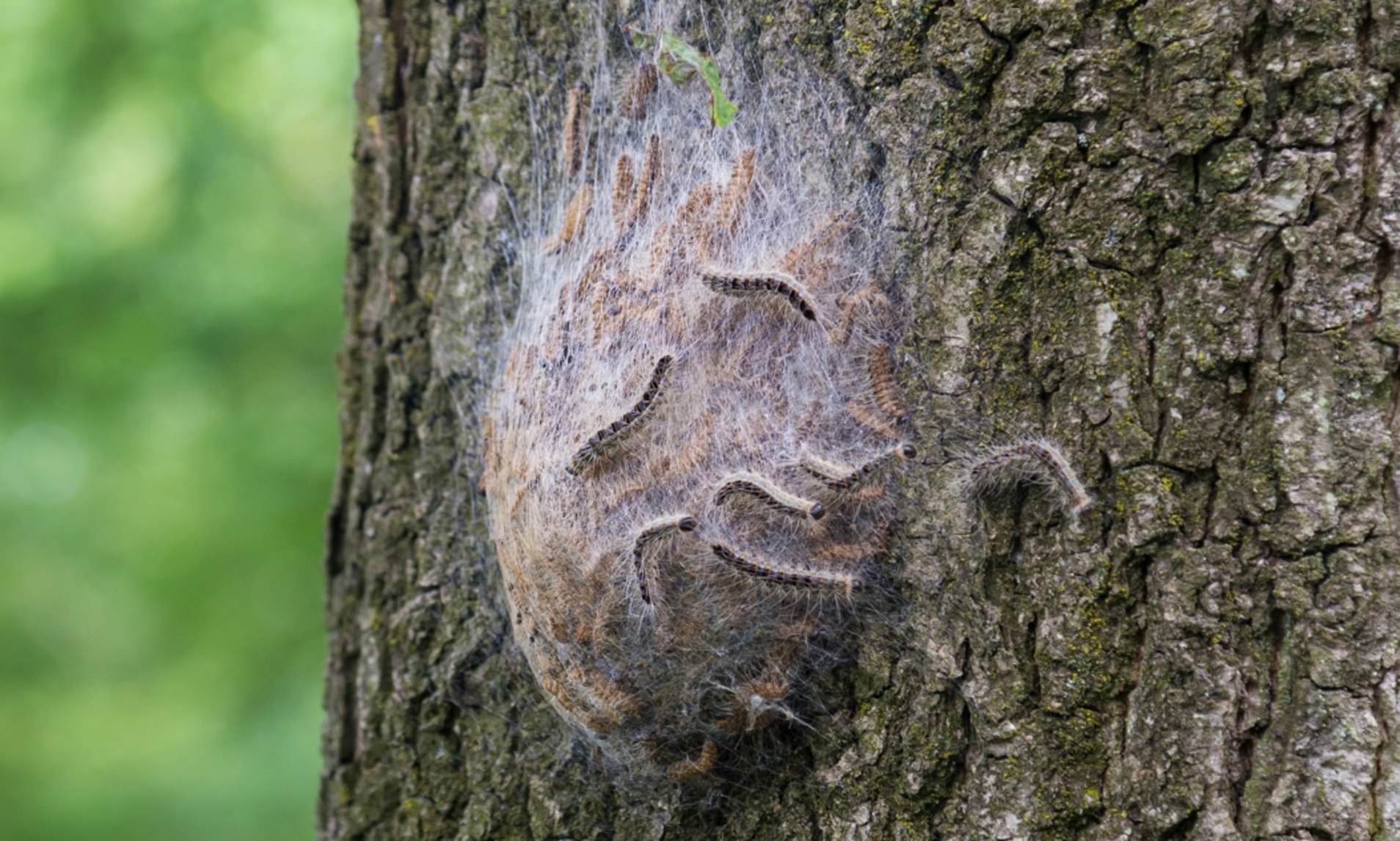 Brits warned to keep an eye out for toxic caterpillars that can harm ...
