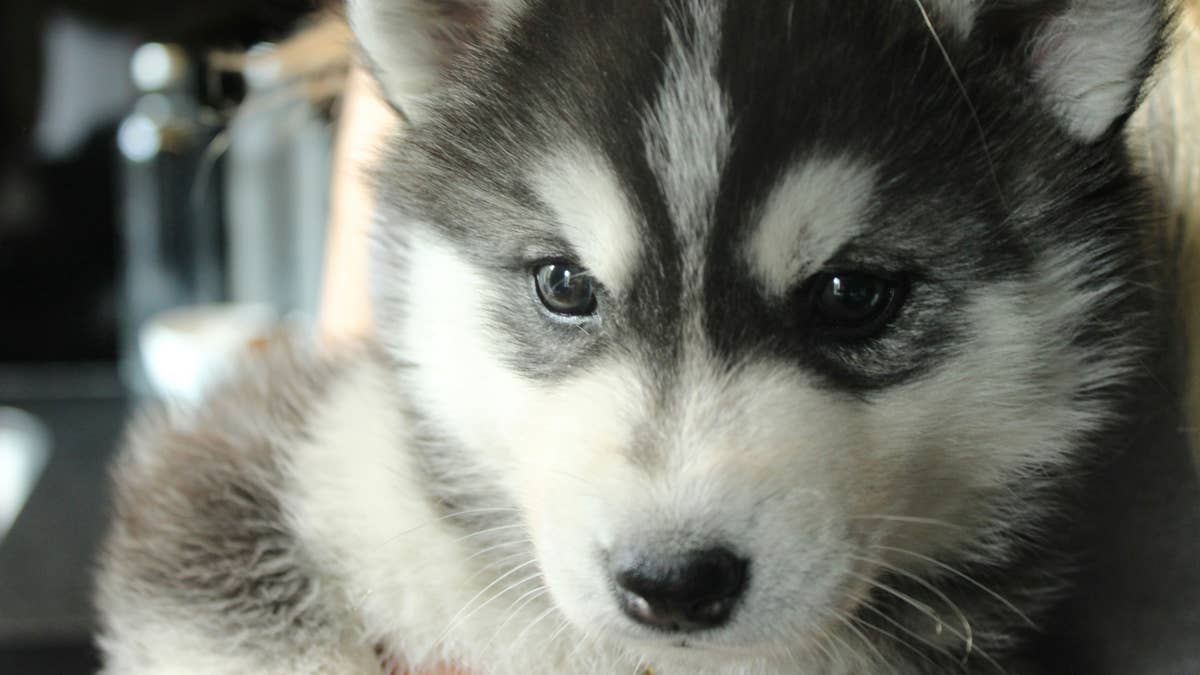 Siberian husky puppy born with rare markings has everyone completely ...