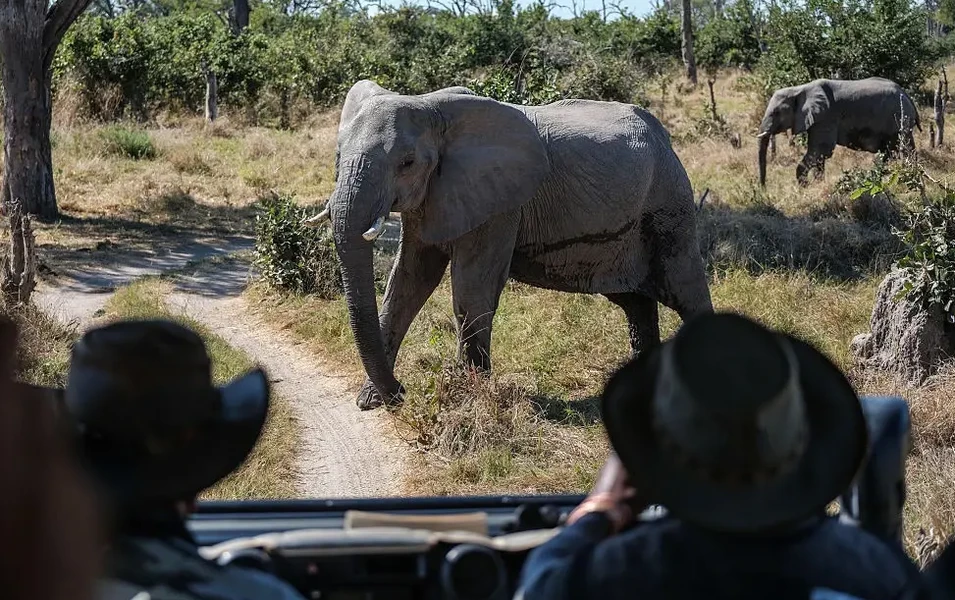 Baby elephant's mock charge at safari tourists delights online