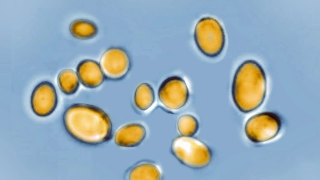 Why fungal infections are getting harder to fight