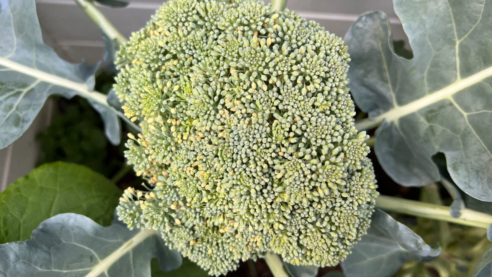 Cruciferous veggies your body will thank you for
