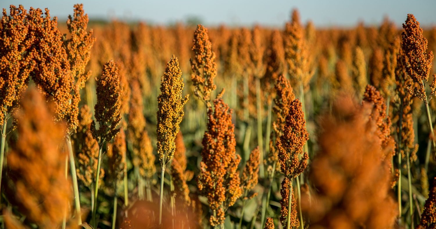 Nebraska farmers gamble on drought-resistant crops