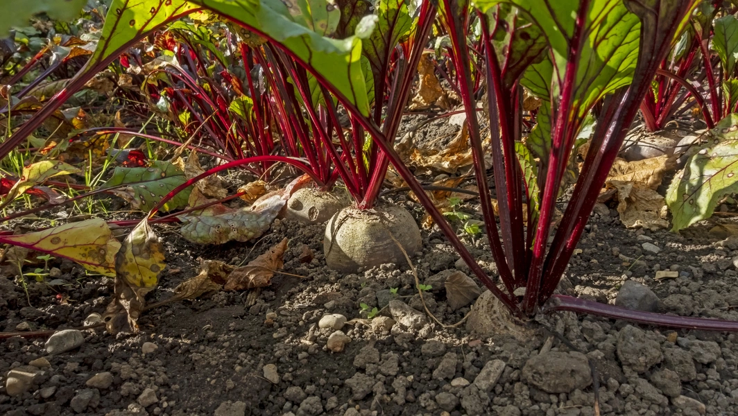 Beet lovers, here’s your ultimate guide to enjoy them