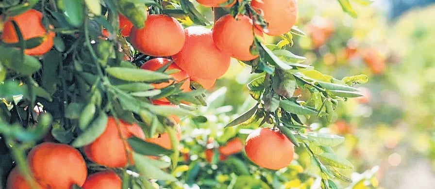 It’s an orange dawn in Nelliyampathy