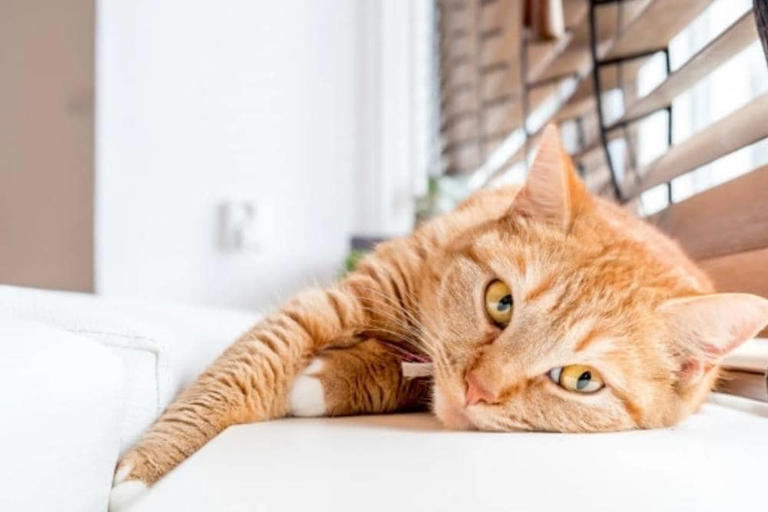 Ini 5 cara menghilangkan jamur pada kucing, cegah sebelum menular!