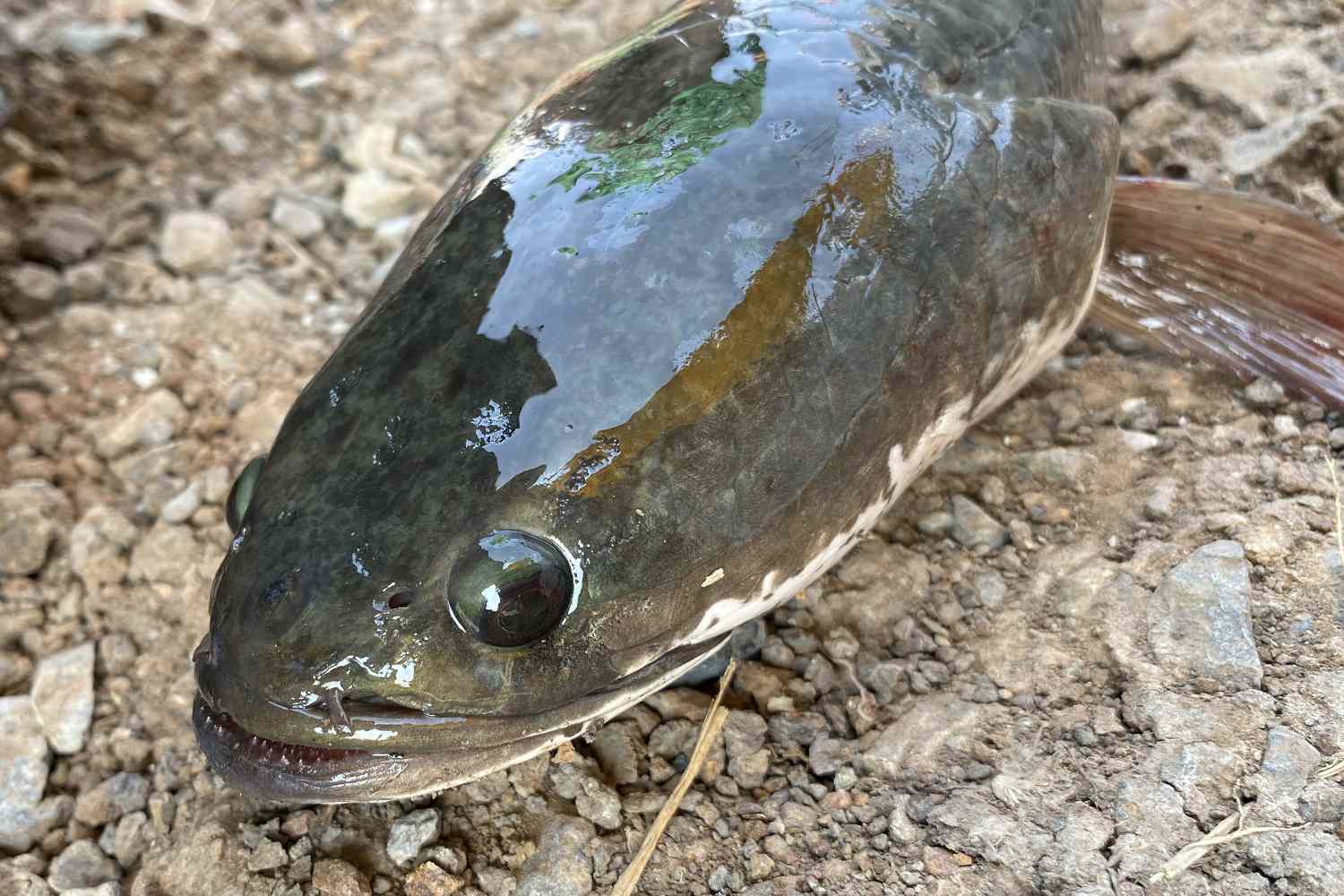Invasive fish that can walk on land found in New York: 'It's not ...