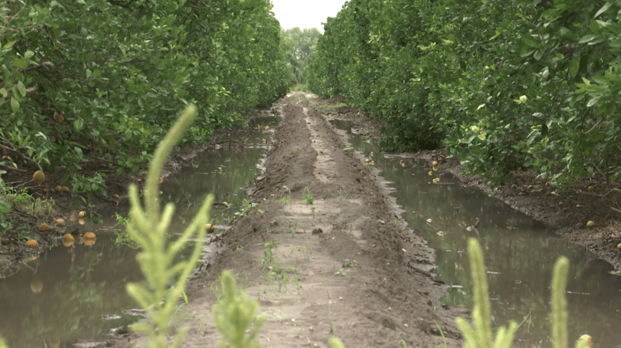 Growth can be negative: Heavy rain creates new problems for Valley farmers
