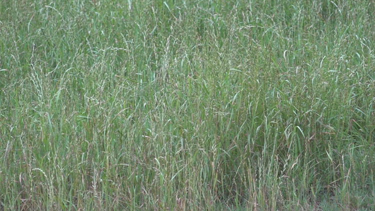 Monroe County hay farmer says recent weather could have massive impact ...
